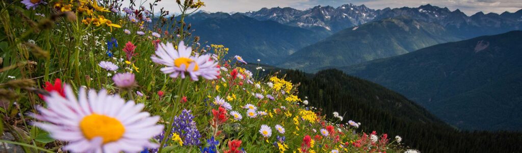 Selkirk Loop | Selkirk Mountains | International Selkirk Map